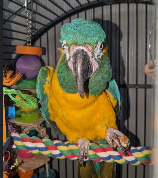 Trina's Journey | Mickaboo